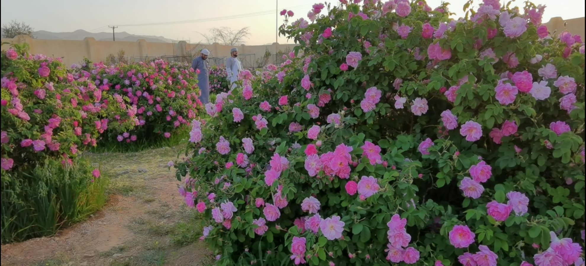 Récolte des roses sur le plateau de Sayq - Xplore Oman